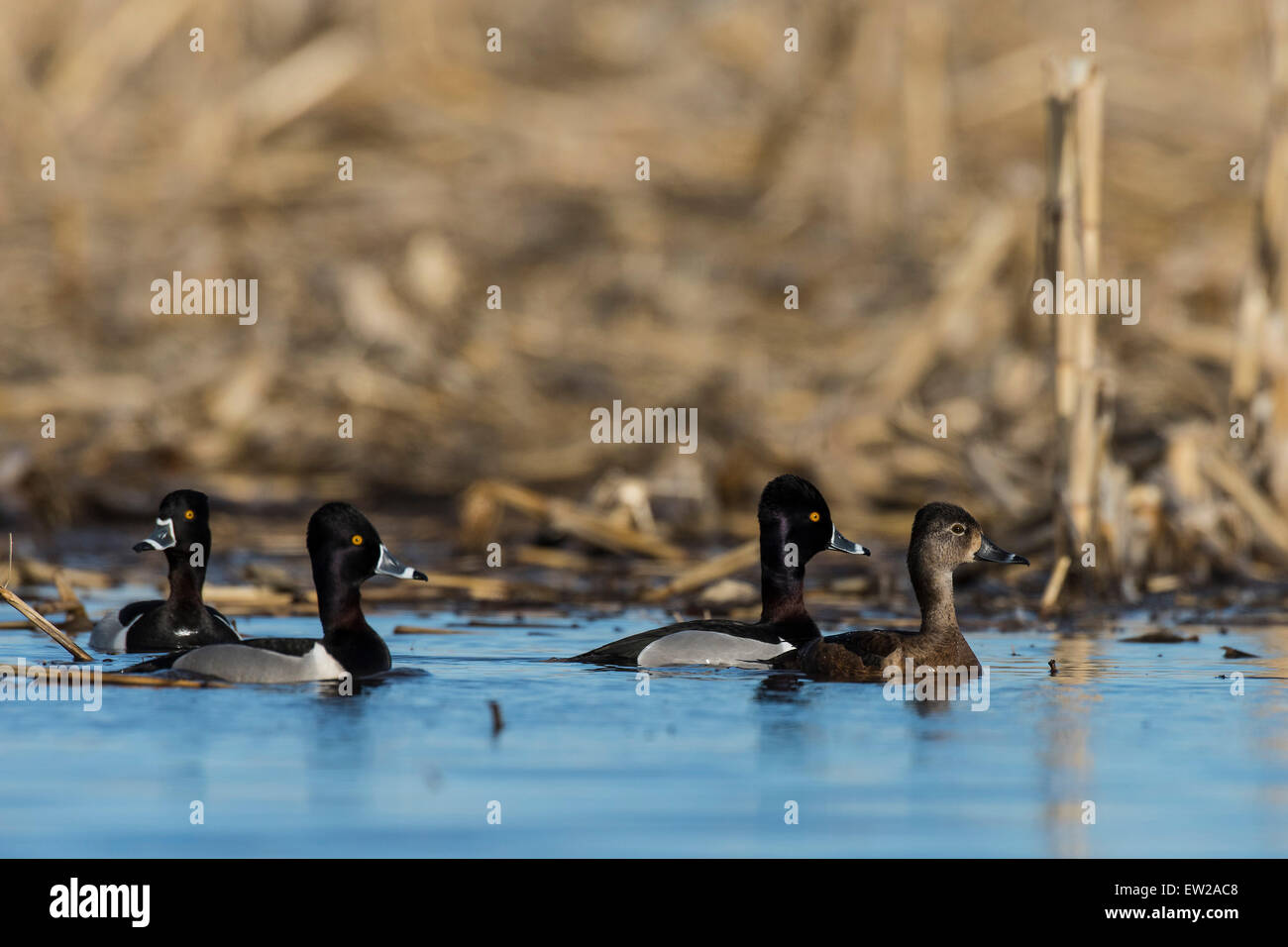 RINGNECK DUCKS IN A FLOODED CORNFIELD STOCK IMAGE Stock Photo - Alamy