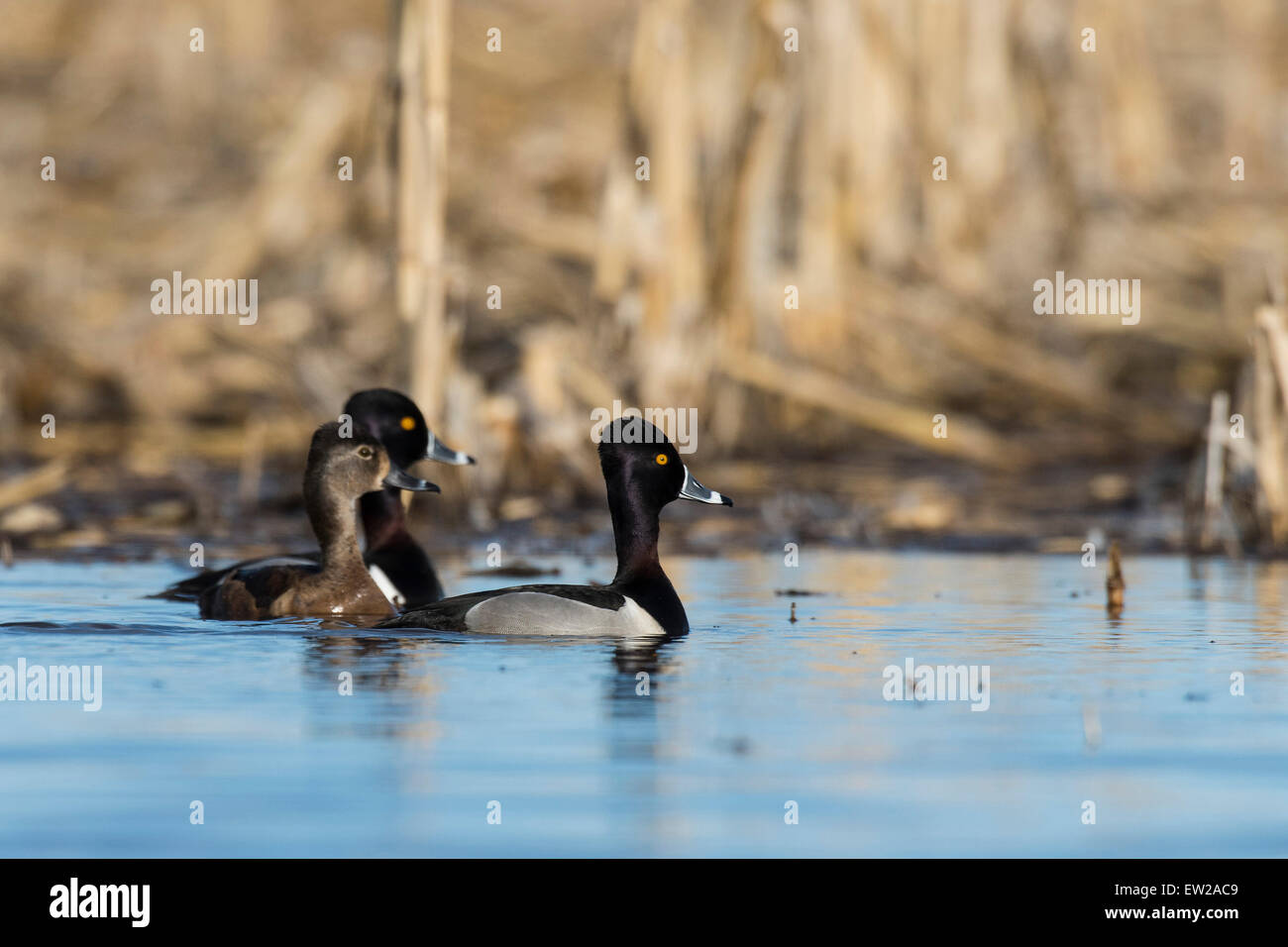 RINGNECK DUCKS STOCK IMAGE Stock Photo - Alamy