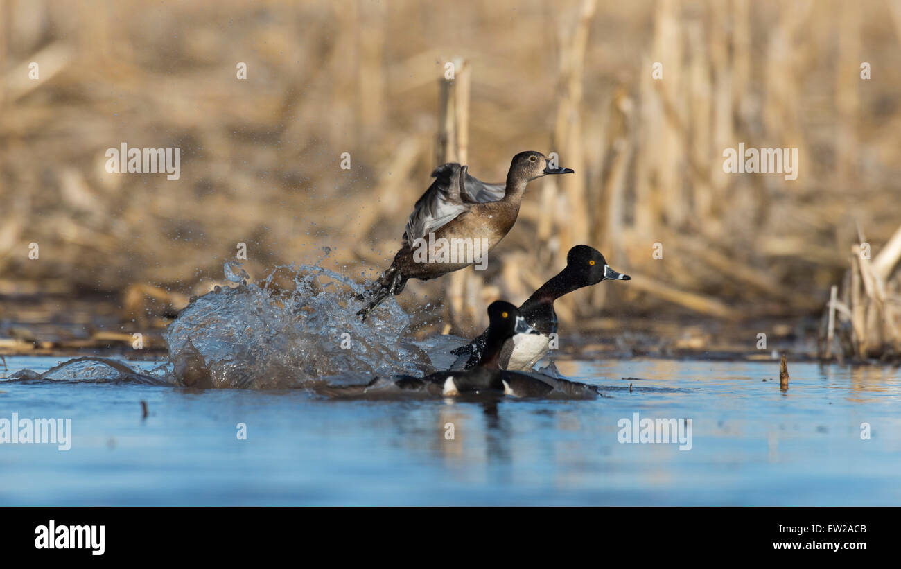 Flying Ringnecked Ducks Stock Photo - Alamy