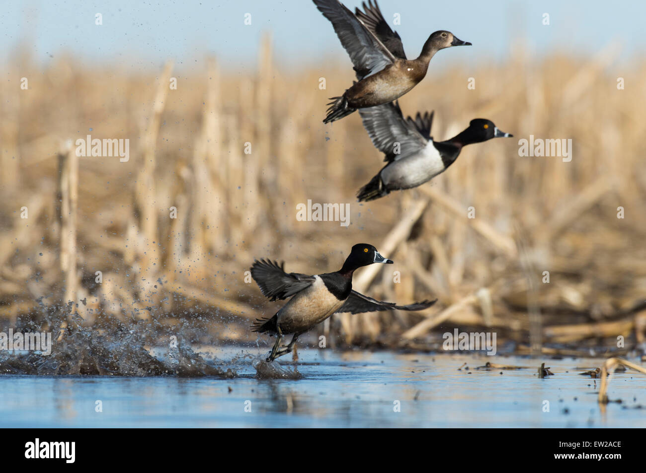 Flying Ringnecked Ducks Stock Photo - Alamy