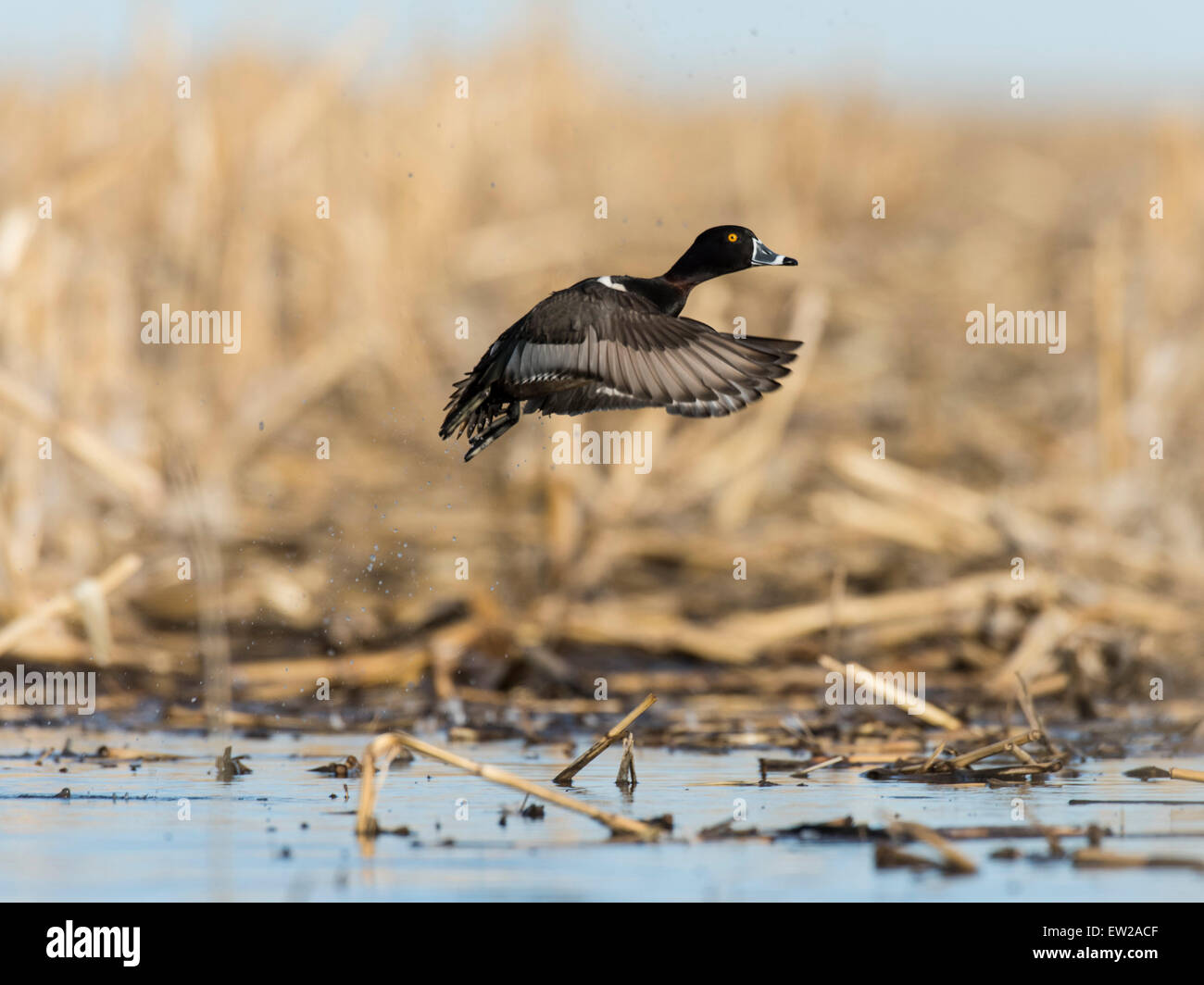 Flying Ringnecked Ducks Stock Photo - Alamy