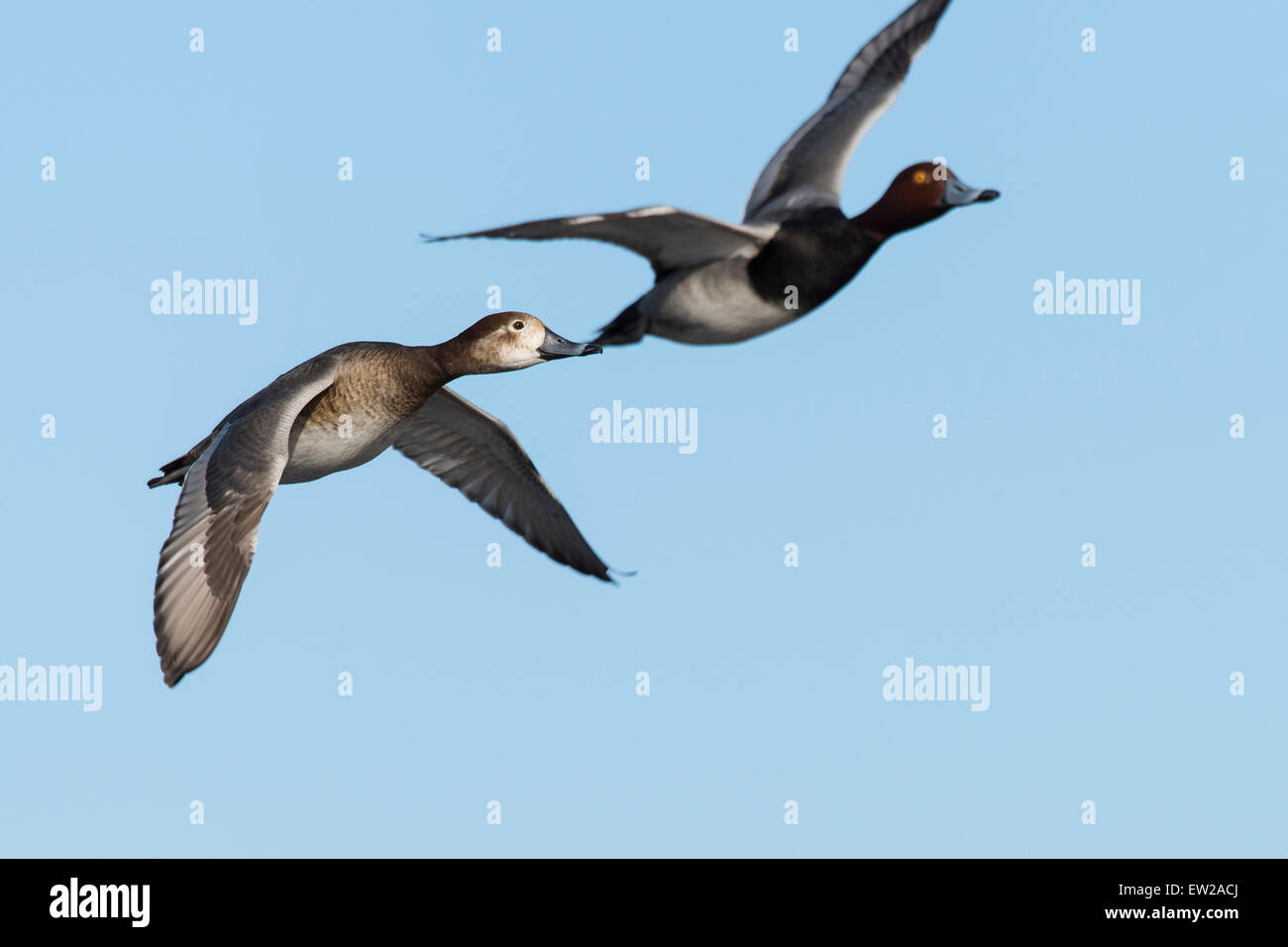 Redhead duck flying hi-res stock photography and images - Alamy