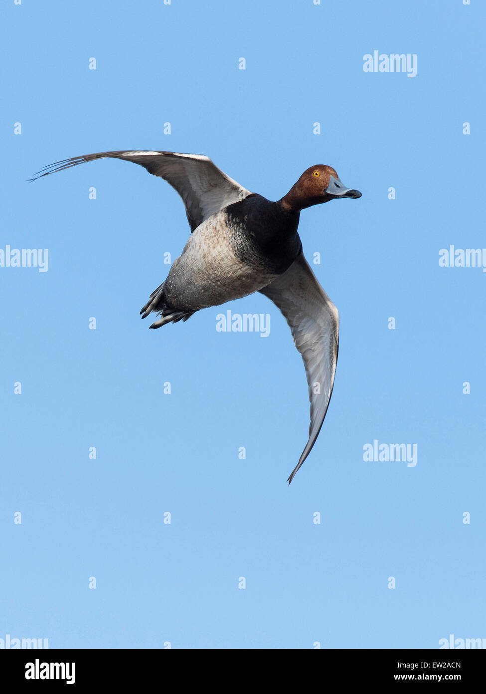 Flying Redhead Ducks Stock Photo - Alamy