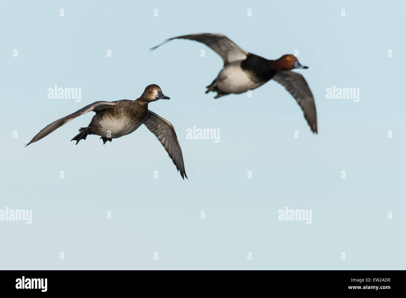 Flying Redhead Ducks Stock Photo - Alamy