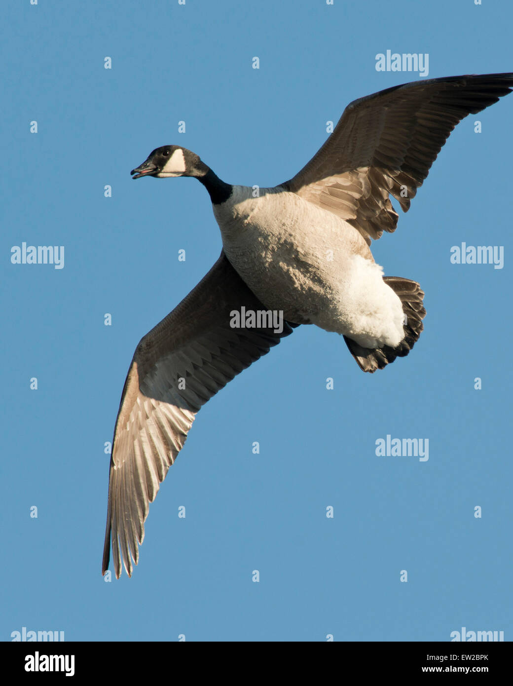Flying Canada Geese Stock Photo - Alamy