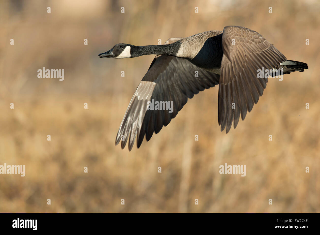 Flying geese hunt hi-res stock photography and images - Alamy