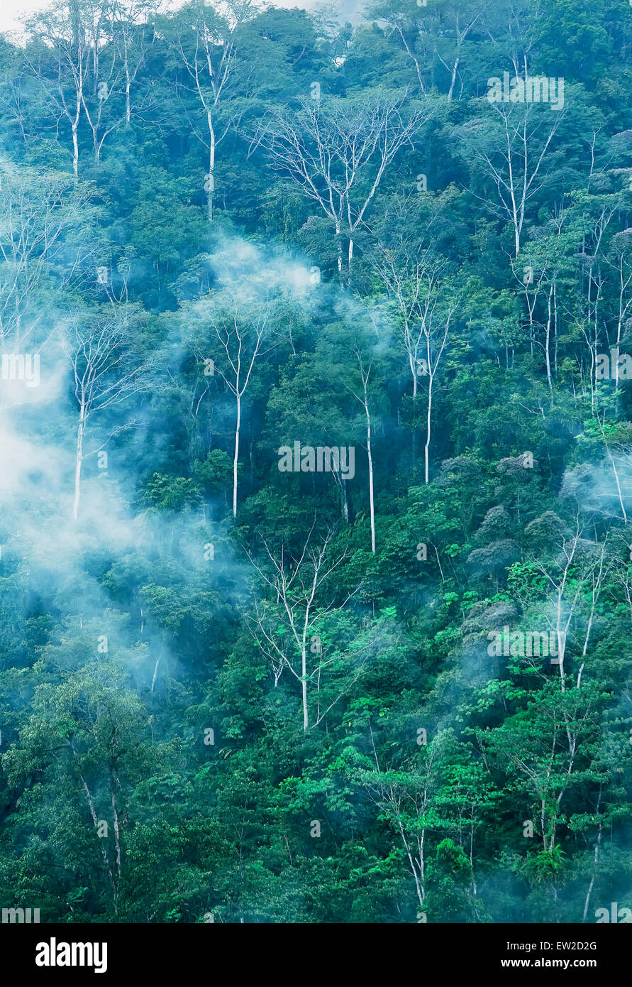 Corcovado rainforest hi-res stock photography and images - Alamy