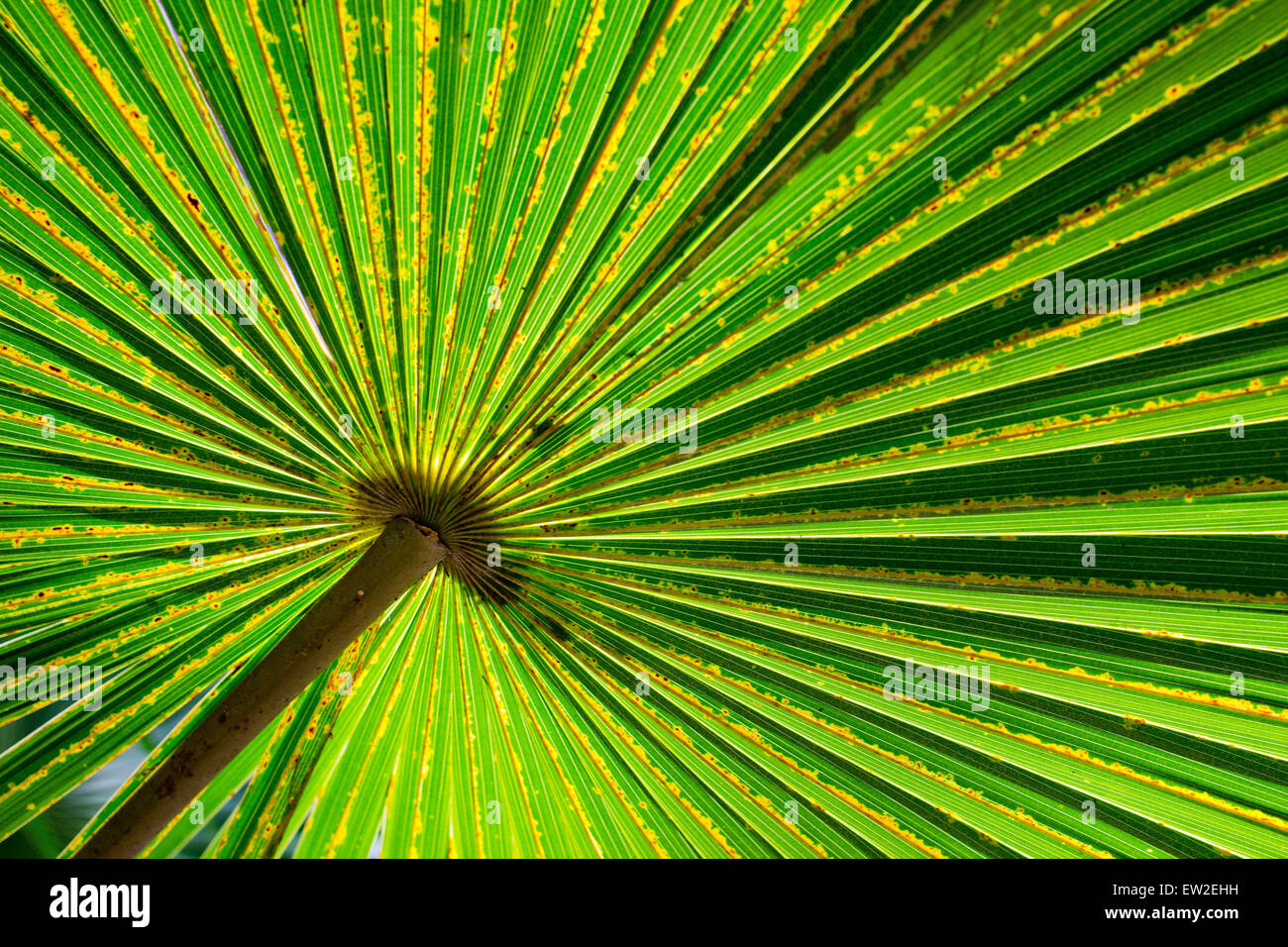 Green leaf back Stock Photo - Alamy