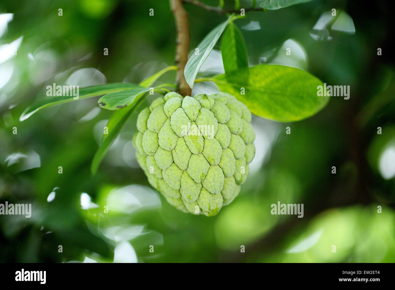 Custard Apple Tree Asia High Resolution Stock Photography and Images ...