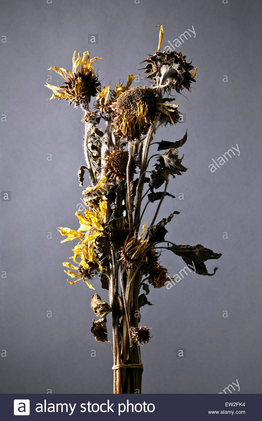 Drooping Sunflower Stock Photos & Drooping Sunflower Stock Images - Alamy