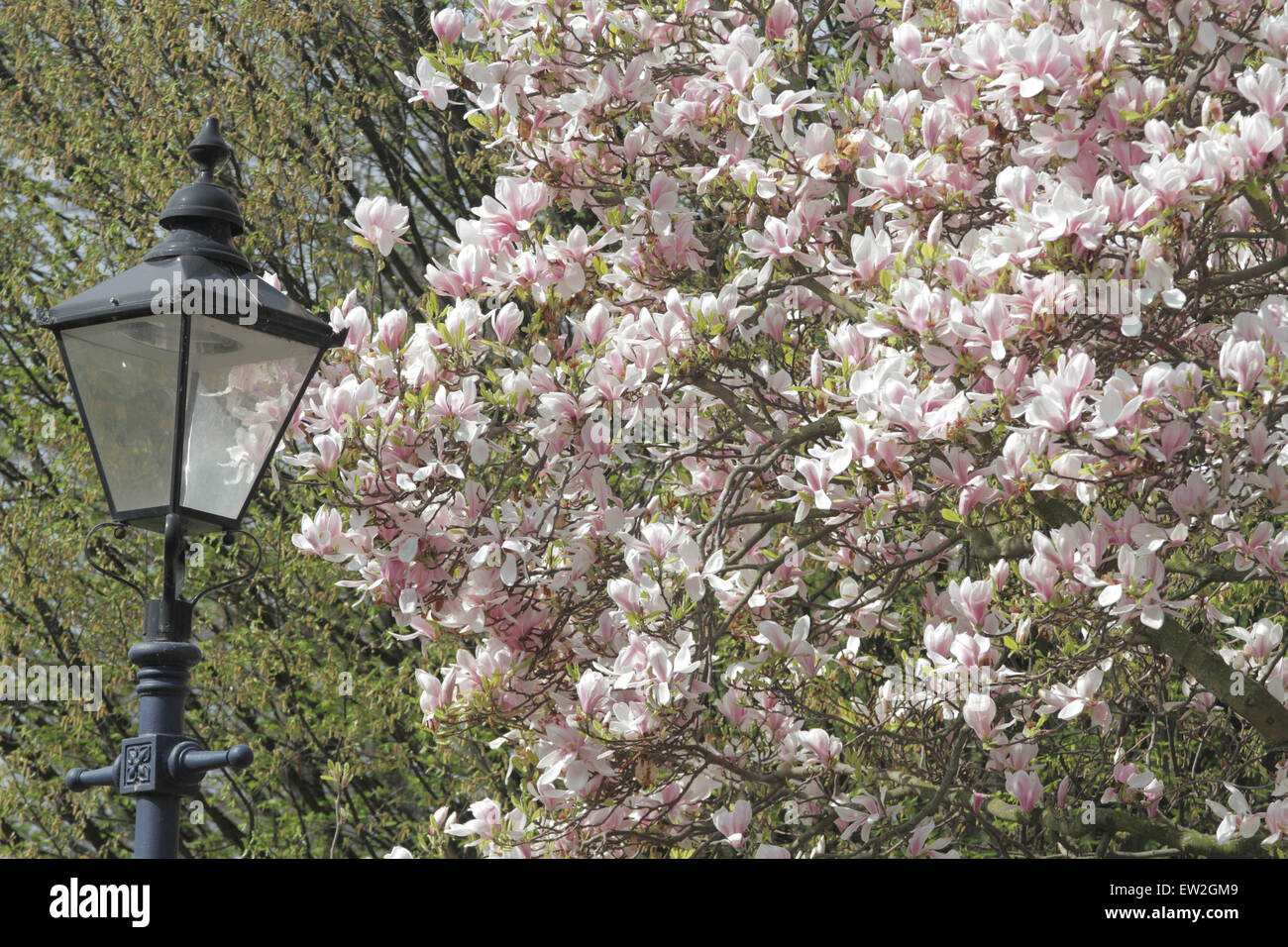London Spring Weather - Magnolia tree in Victoria Park Featuring ...