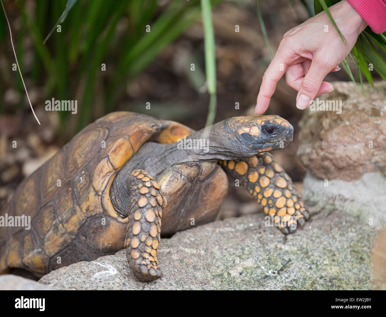 Yellow footed Tortoise in Paignton Zoo Devon Stock Photo - Alamy