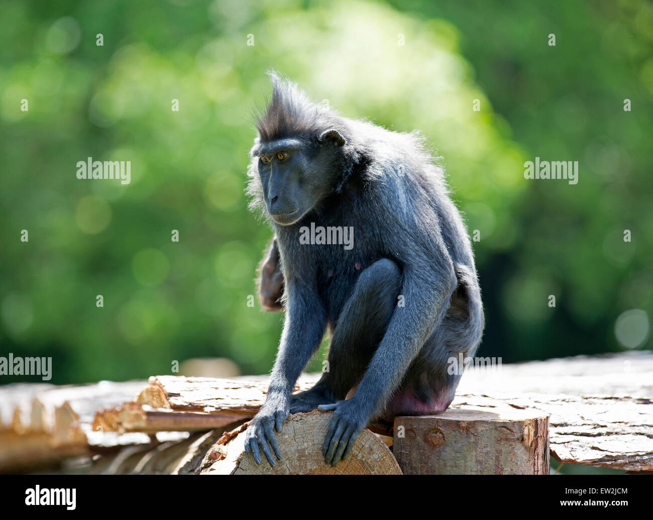 A monkey in Paignton Zoo Devon Stock Photo - Alamy