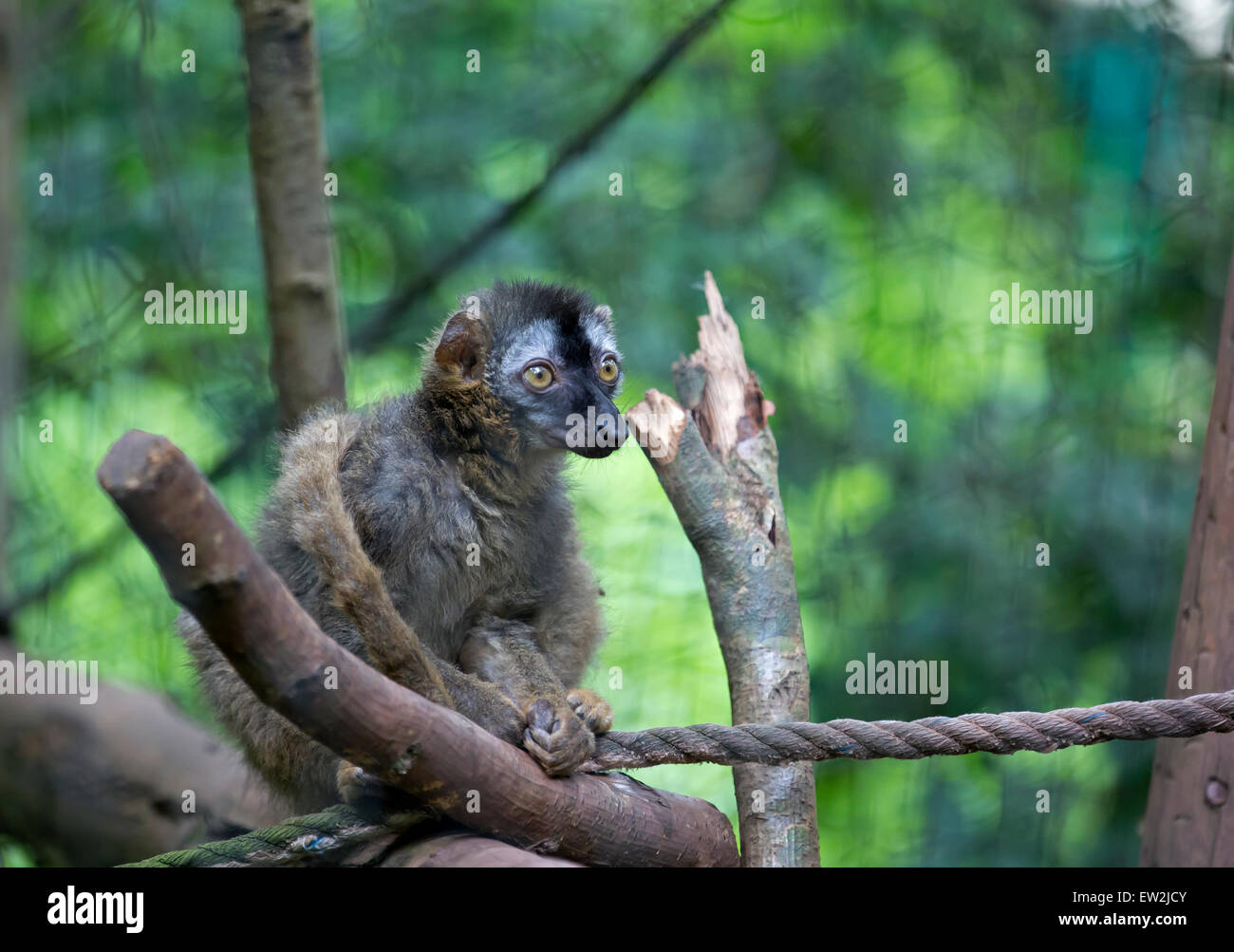 A monkey in Paignton Zoo Devon Stock Photo - Alamy