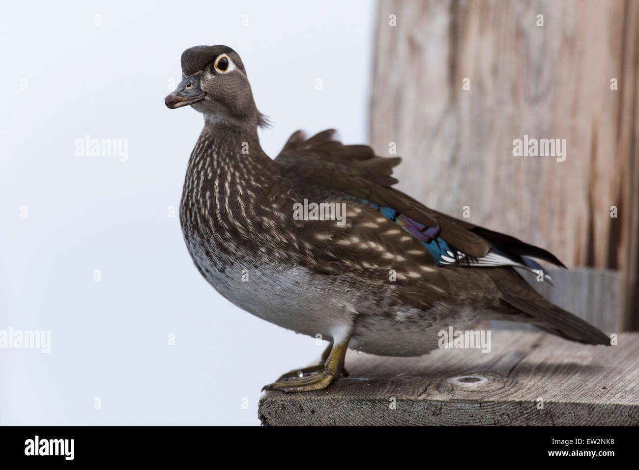 Nesting Hen Wood Duck Stock Photo Alamy