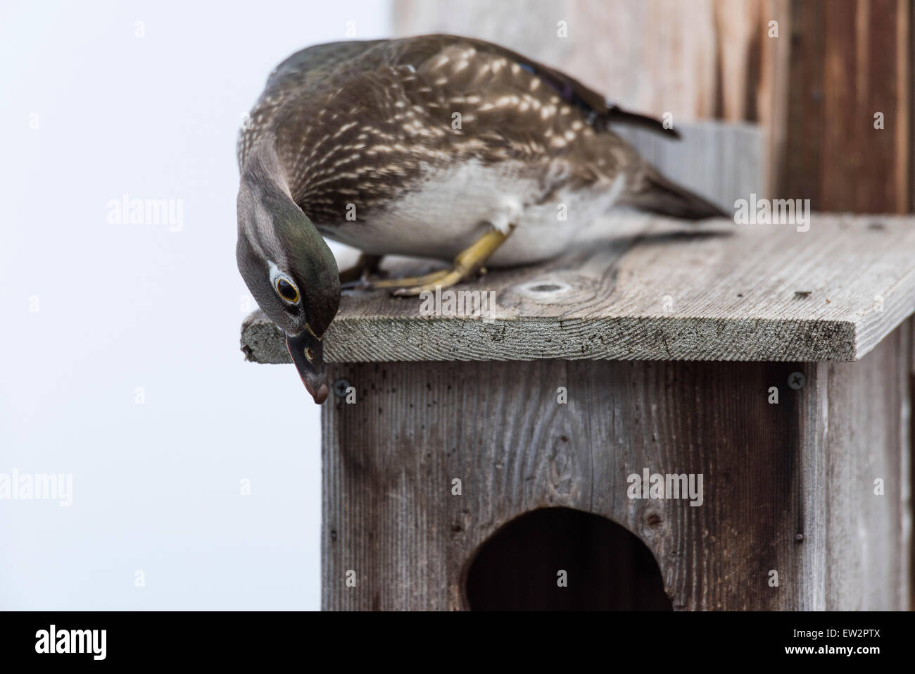 Cavity Nesting Duck High Resolution Stock Photography and Images - Alamy