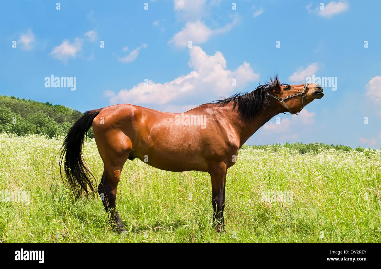 Beautiful horse running on field hi-res stock photography and images ...