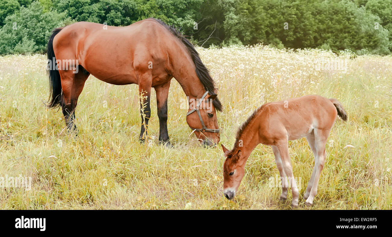 horse and foal in a field Stock Photo - Alamy