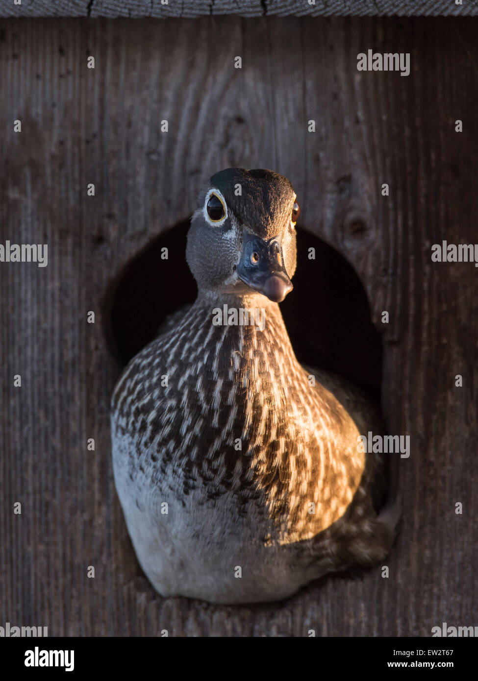 Nesting Hen Wood Duck Stock Photo Alamy