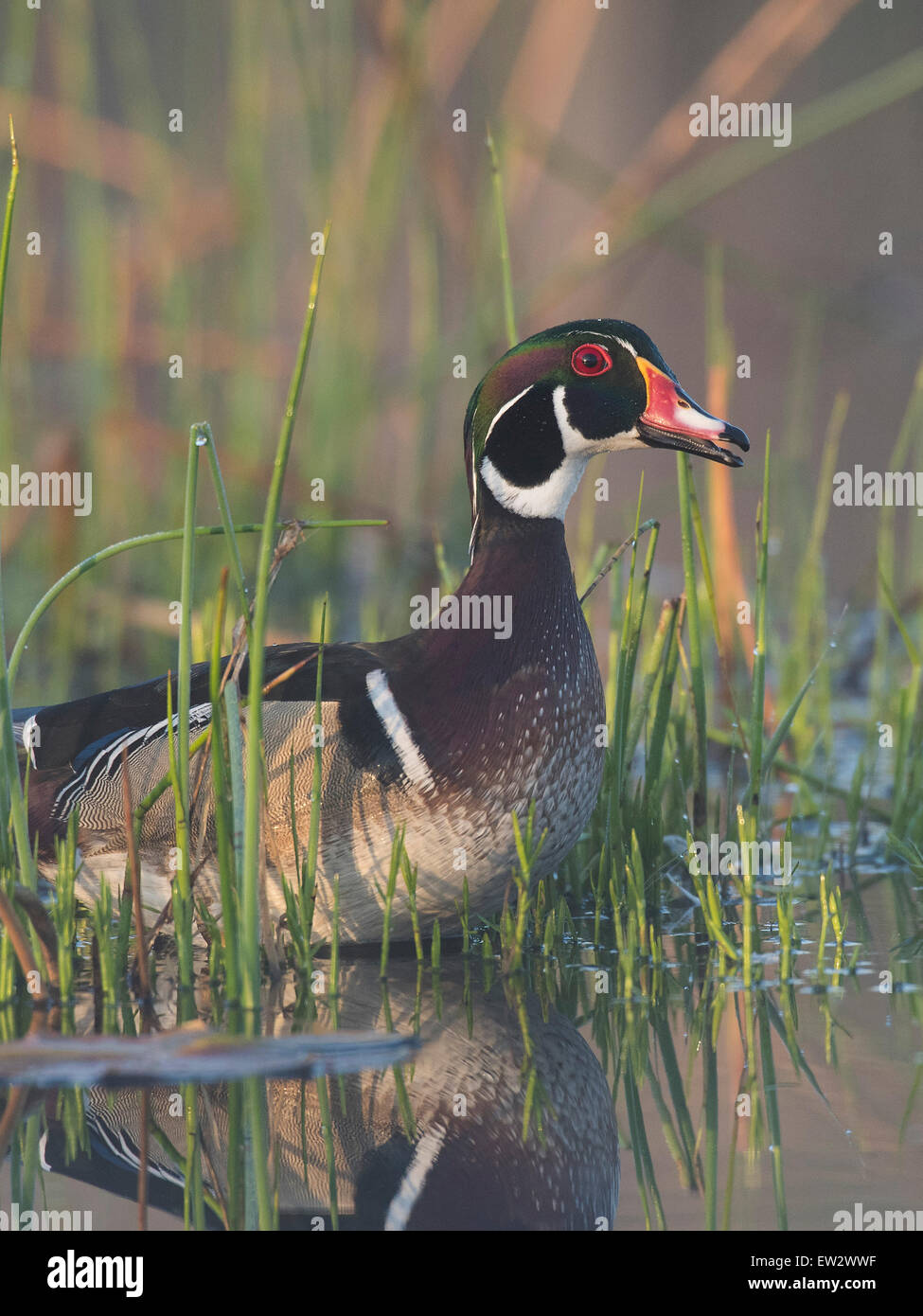 Wood Ducks in the spring Stock Photo - Alamy