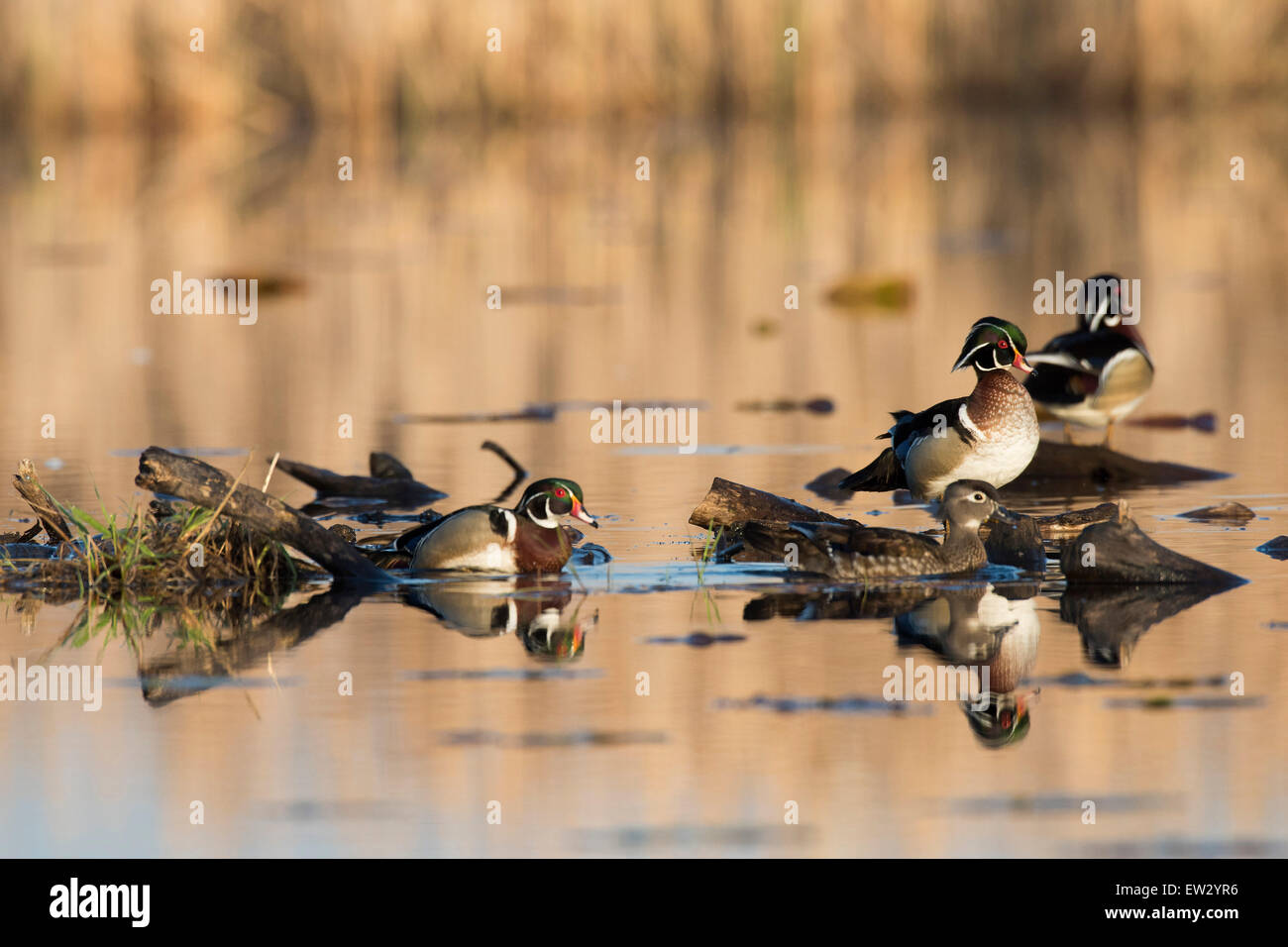 Axi sponsa hi-res stock photography and images - Alamy