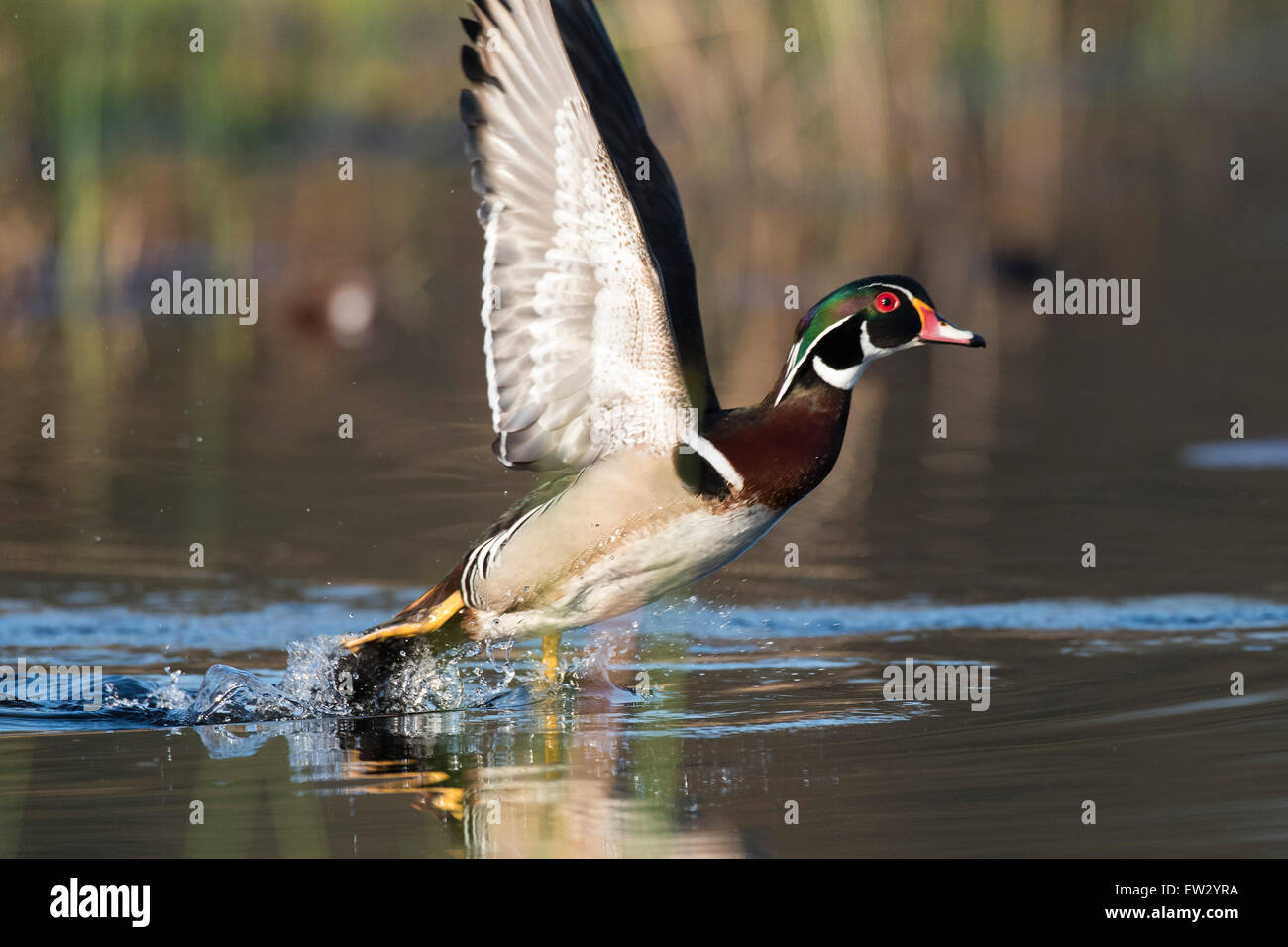 Flying Wood Ducks Stock Photo - Alamy
