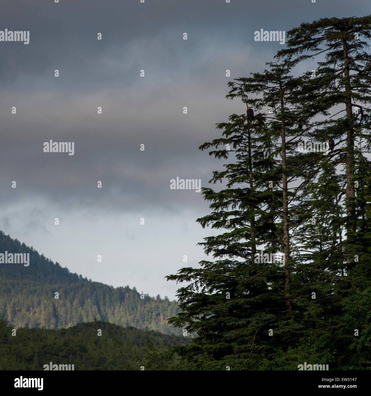 Skeena-Queen Charlotte Regional District, Haida Gwaii, Graham Island ...