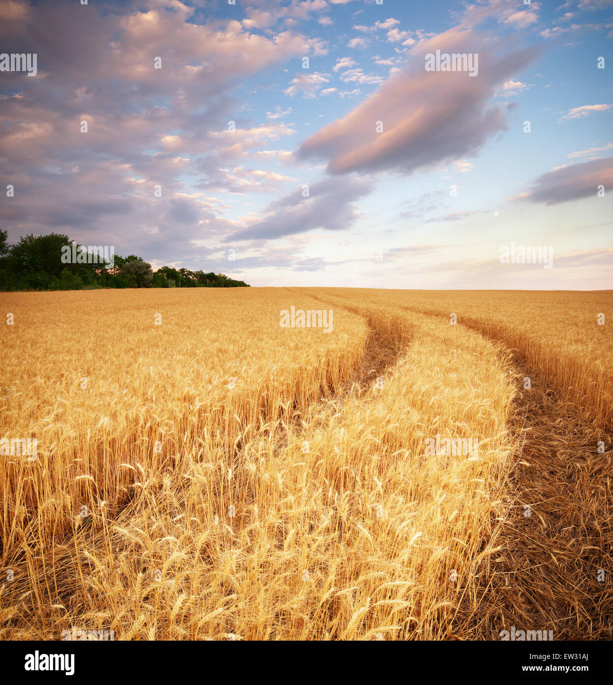 Meadow of wheat. Nature composition Stock Photo - Alamy