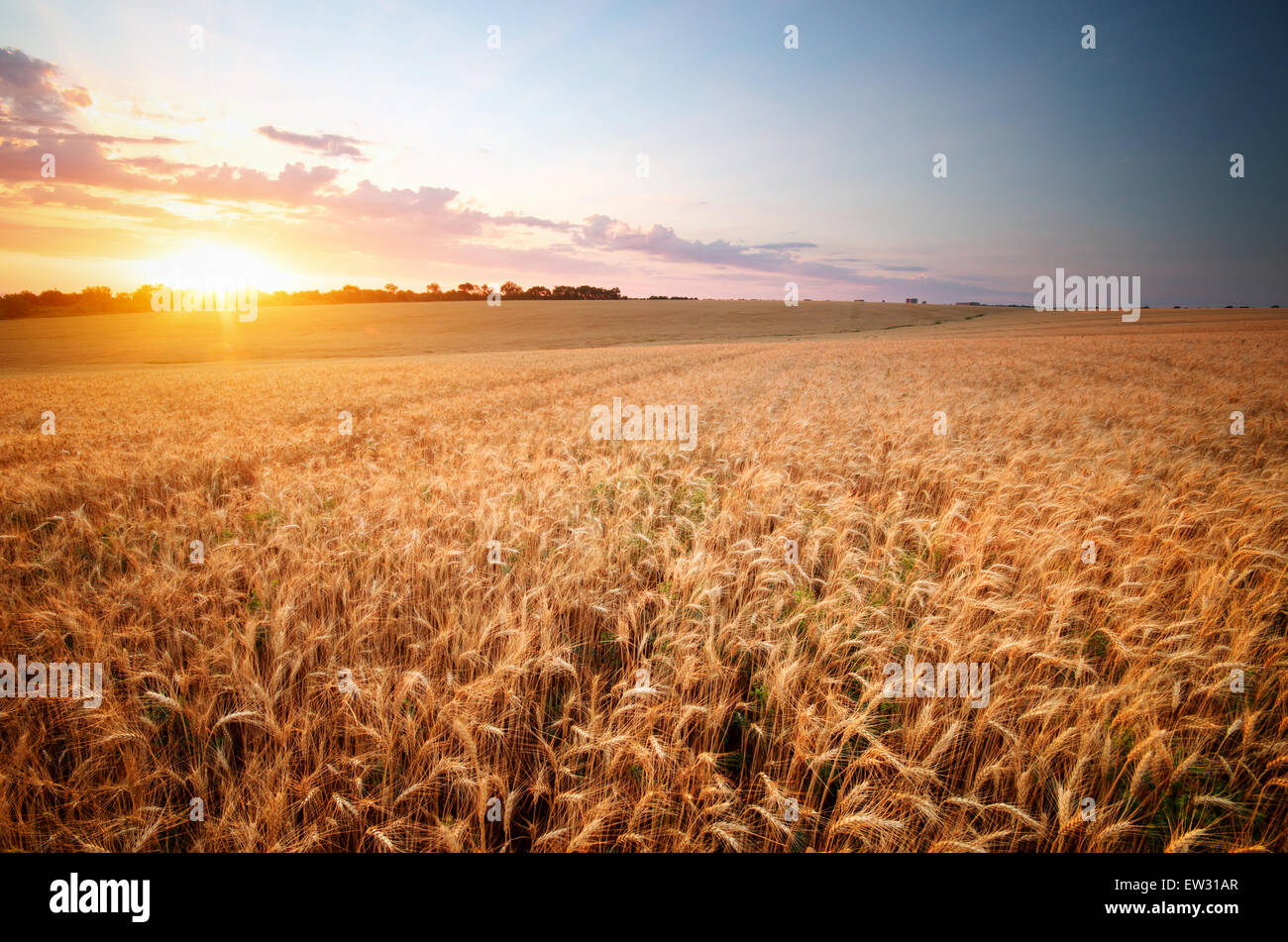 Meadow of wheat. Nature composition Stock Photo - Alamy