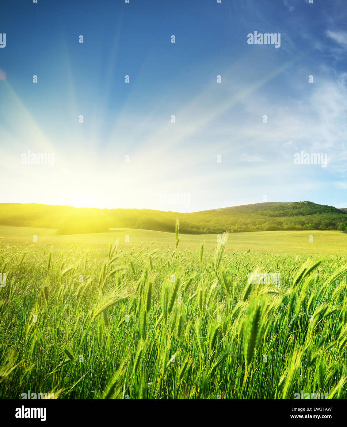 Meadow of wheat. Nature composition Stock Photo - Alamy