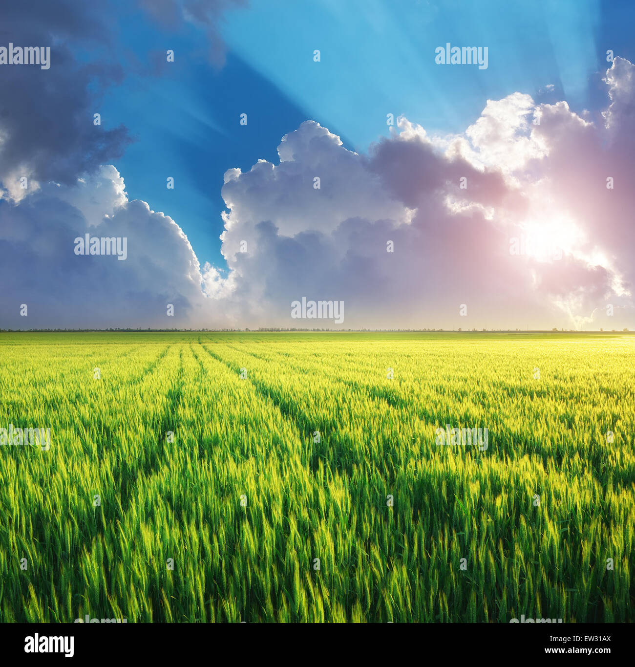 Meadow of wheat. Nature composition Stock Photo - Alamy