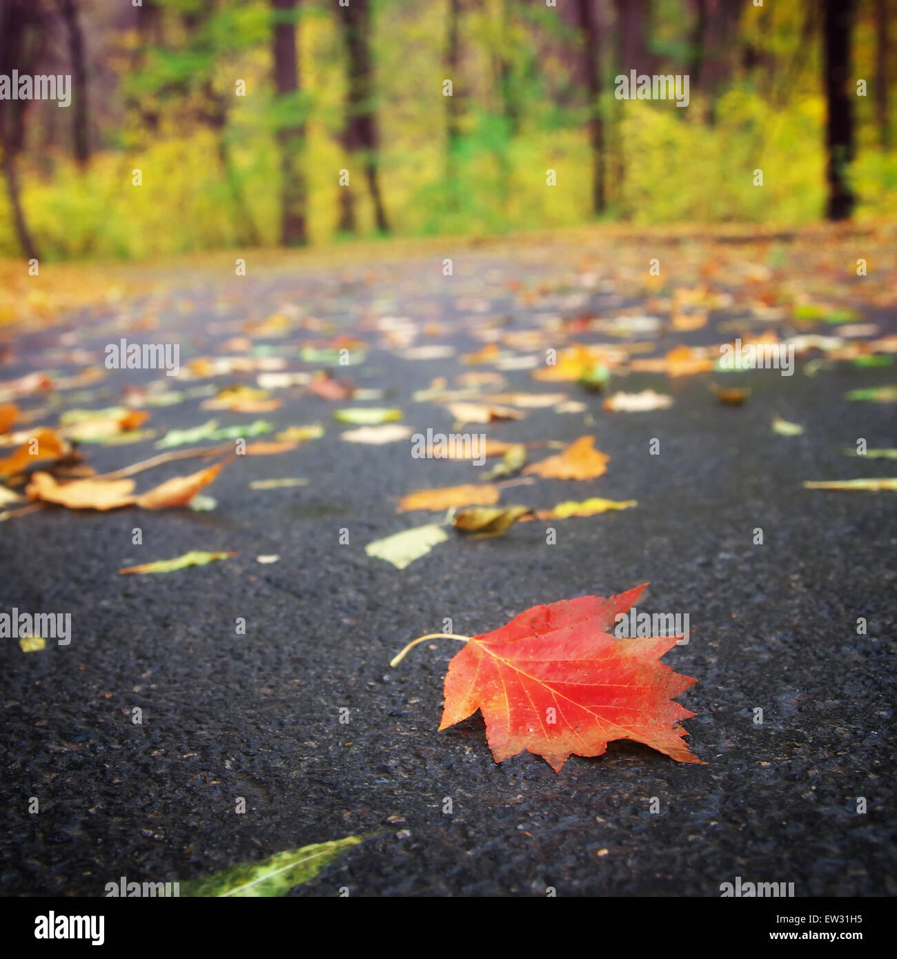 Road on the leaf hi-res stock photography and images - Alamy