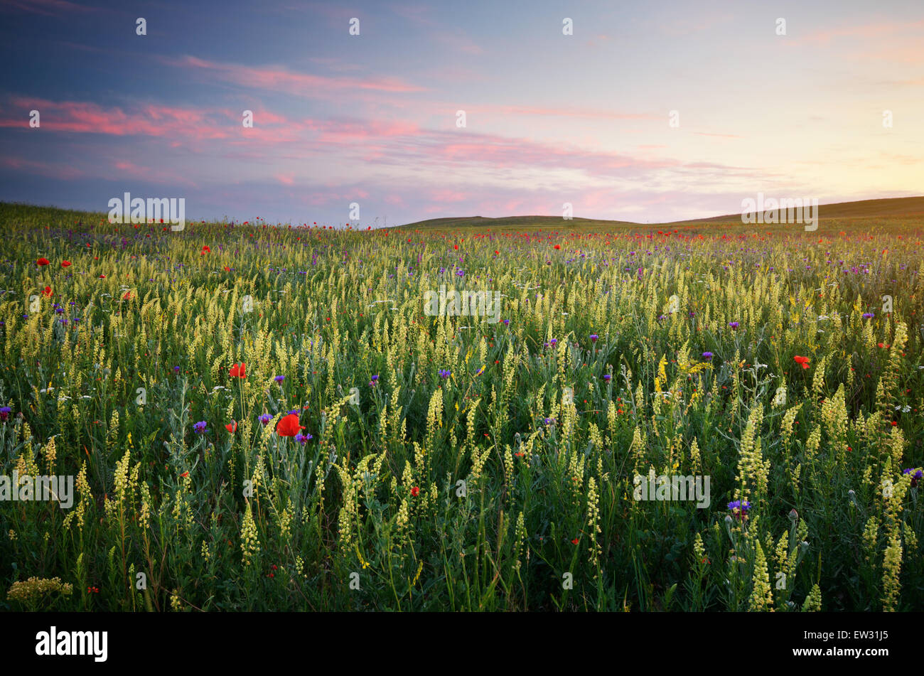 Spring flowers in meadow. Beautiful landscapes Stock Photo - Alamy