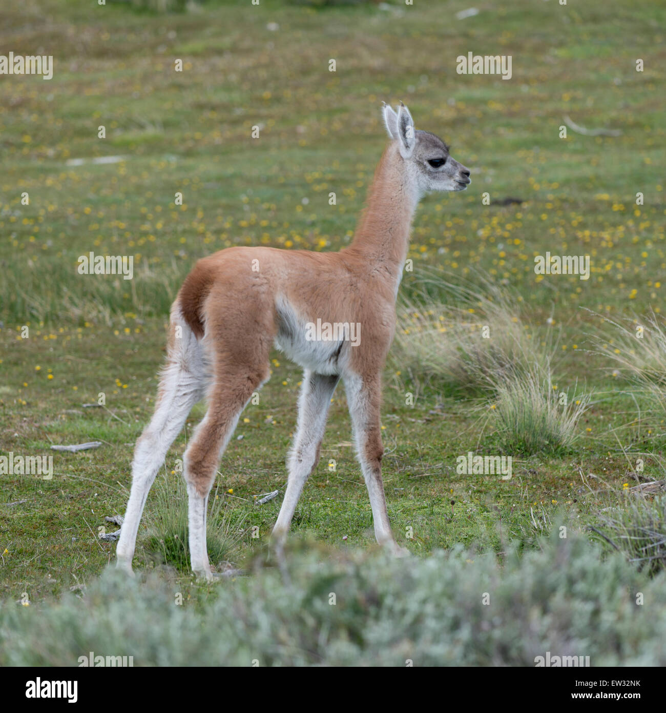 Guanaco (Lama guanicoe), Torres del Paine National Park, Patagonia ...