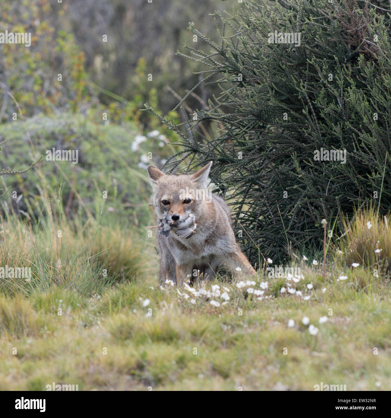 South American gray fox (Lycalopex griseus) carrying its prey in its ...