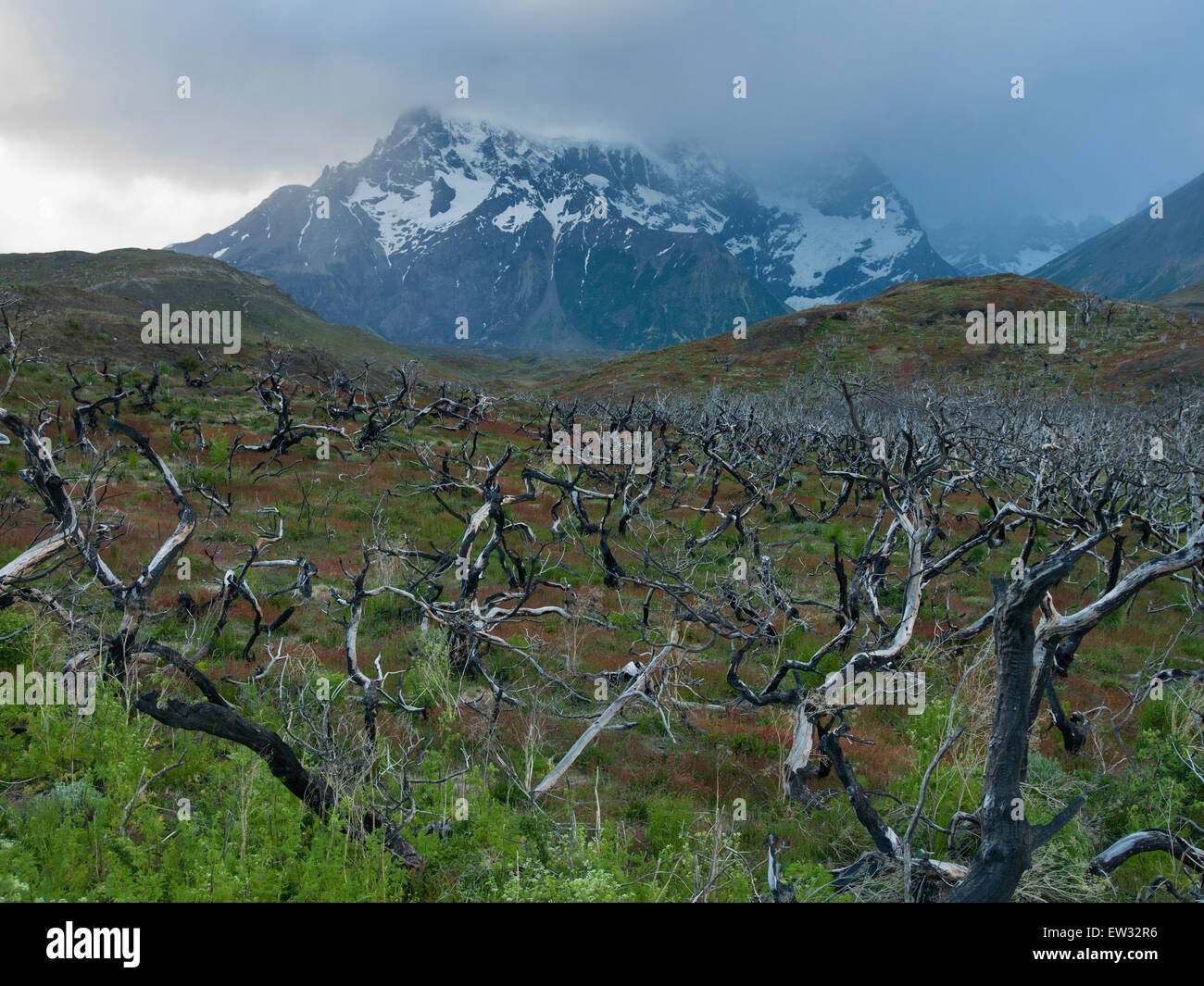 View of dead trees with mountains in the background, Torres del Paine ...
