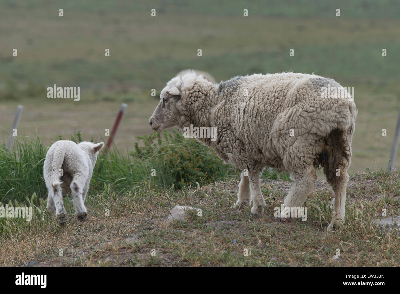Sheep ranch patagonia hi-res stock photography and images - Alamy
