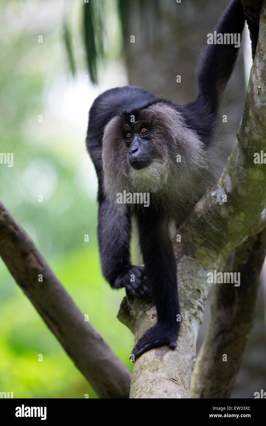 Lion tailed Macaque / (Macaca silenus Stock Photo - Alamy