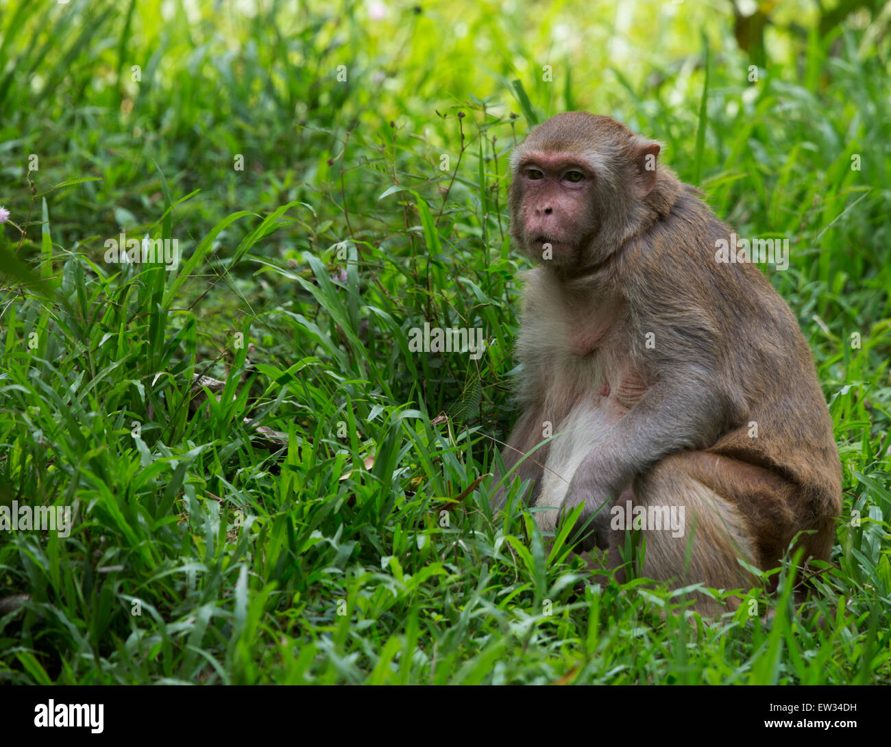 India macaca mulatta primate old world rhesus monkey macaque hi-res stock photography and images ...