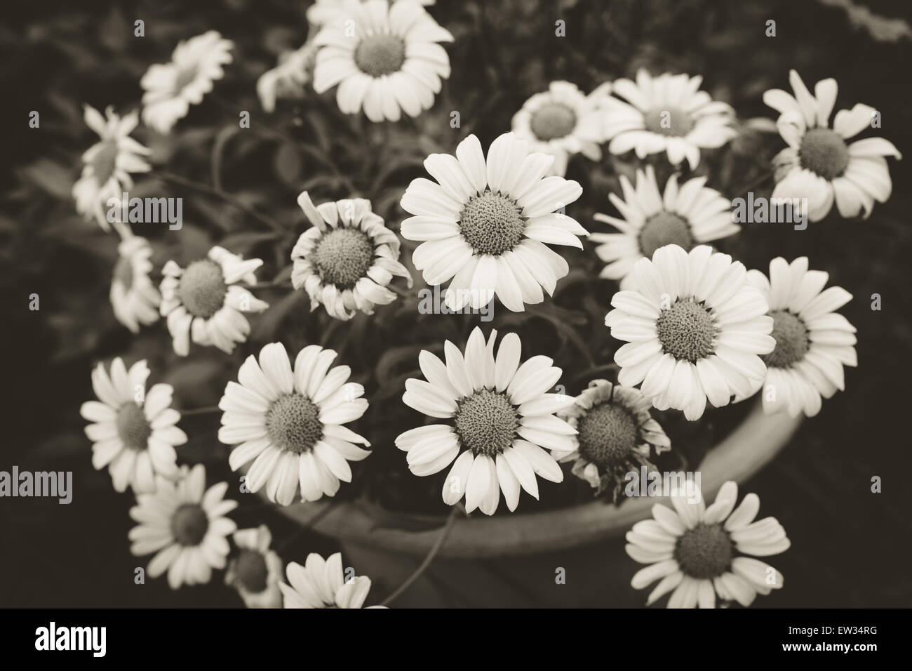 Flower pot from top view hi-res stock photography and images - Alamy