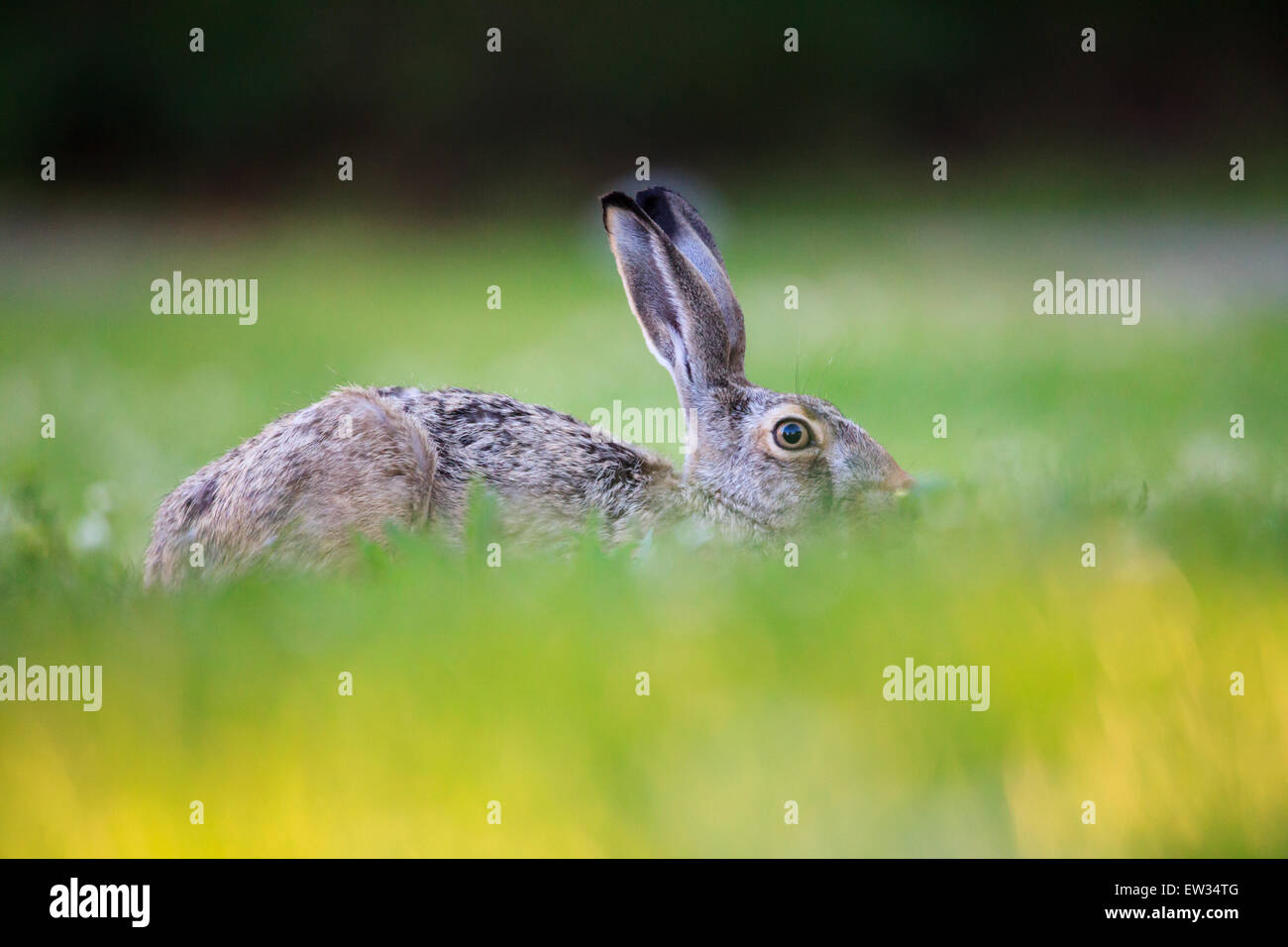 Rabbit Lying Down High Resolution Stock Photography and Images - Alamy