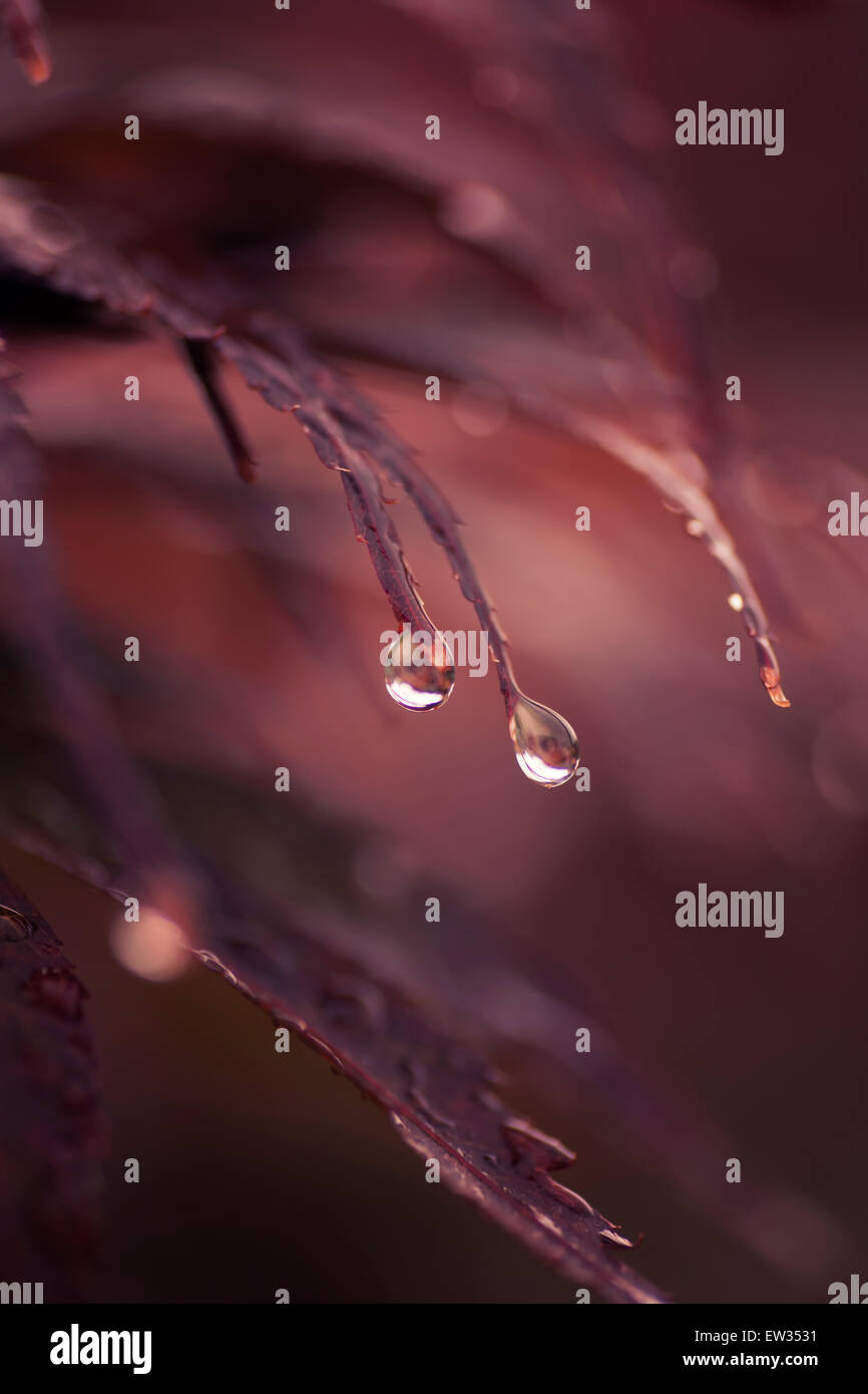 Raindrop on maple tree hi-res stock photography and images - Alamy