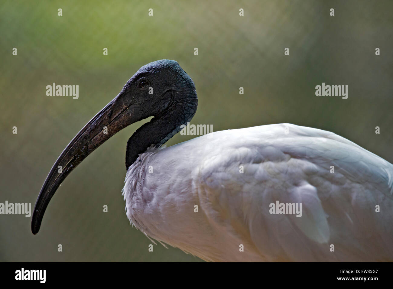 Black-headed Ibis / Oriental Ibis (Threskiornis melanocephalus Stock ...