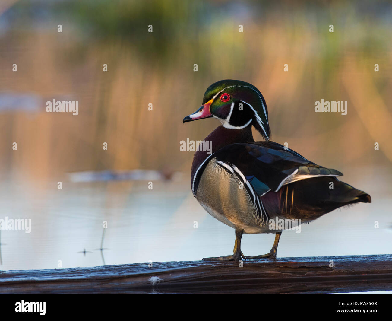 A Drake Wood Duck in the spring Stock Photo - Alamy