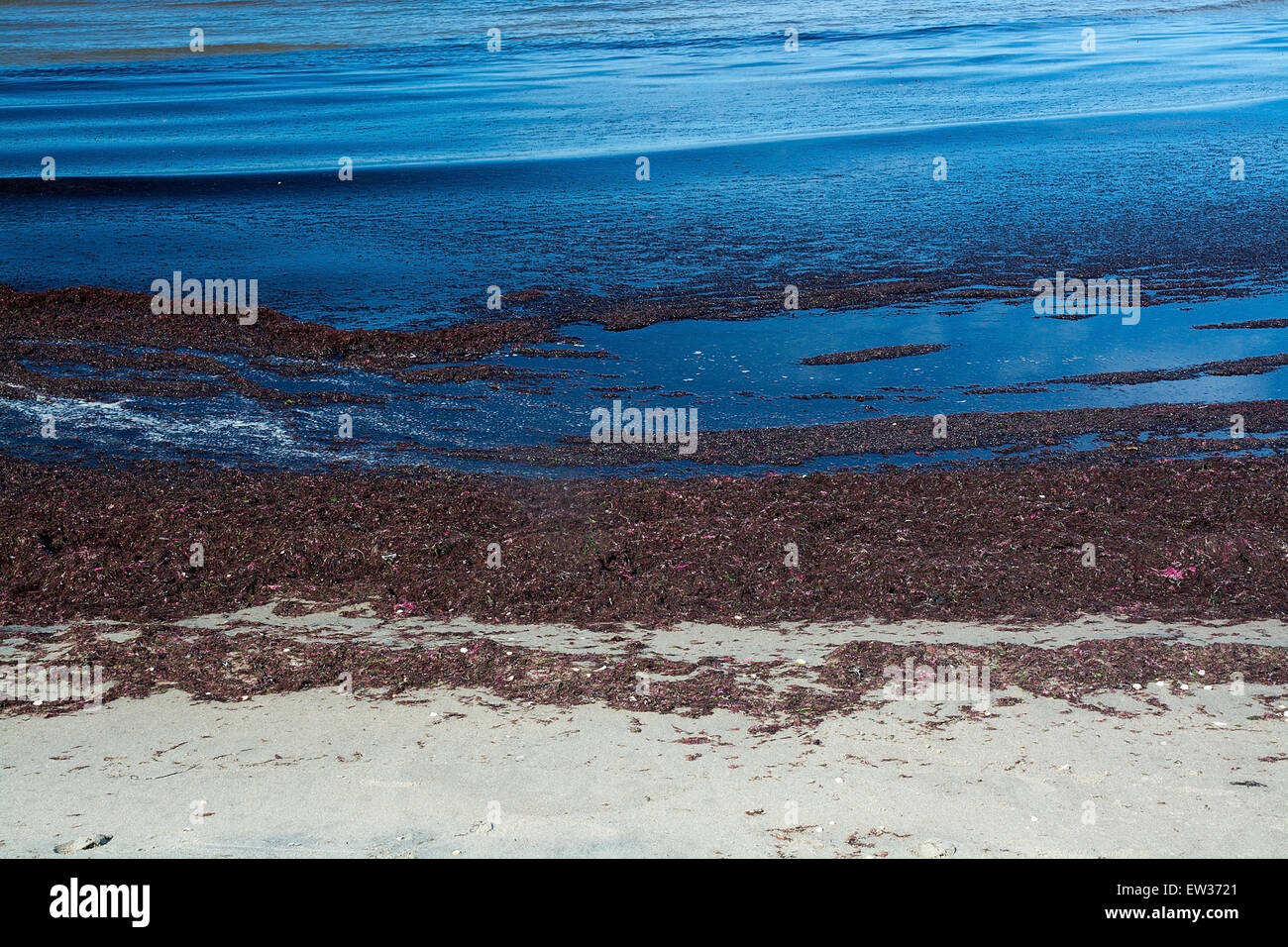 Seaweed on sandy beach in Skrea, Falkenberg, Sweden in June Stock Photo ...
