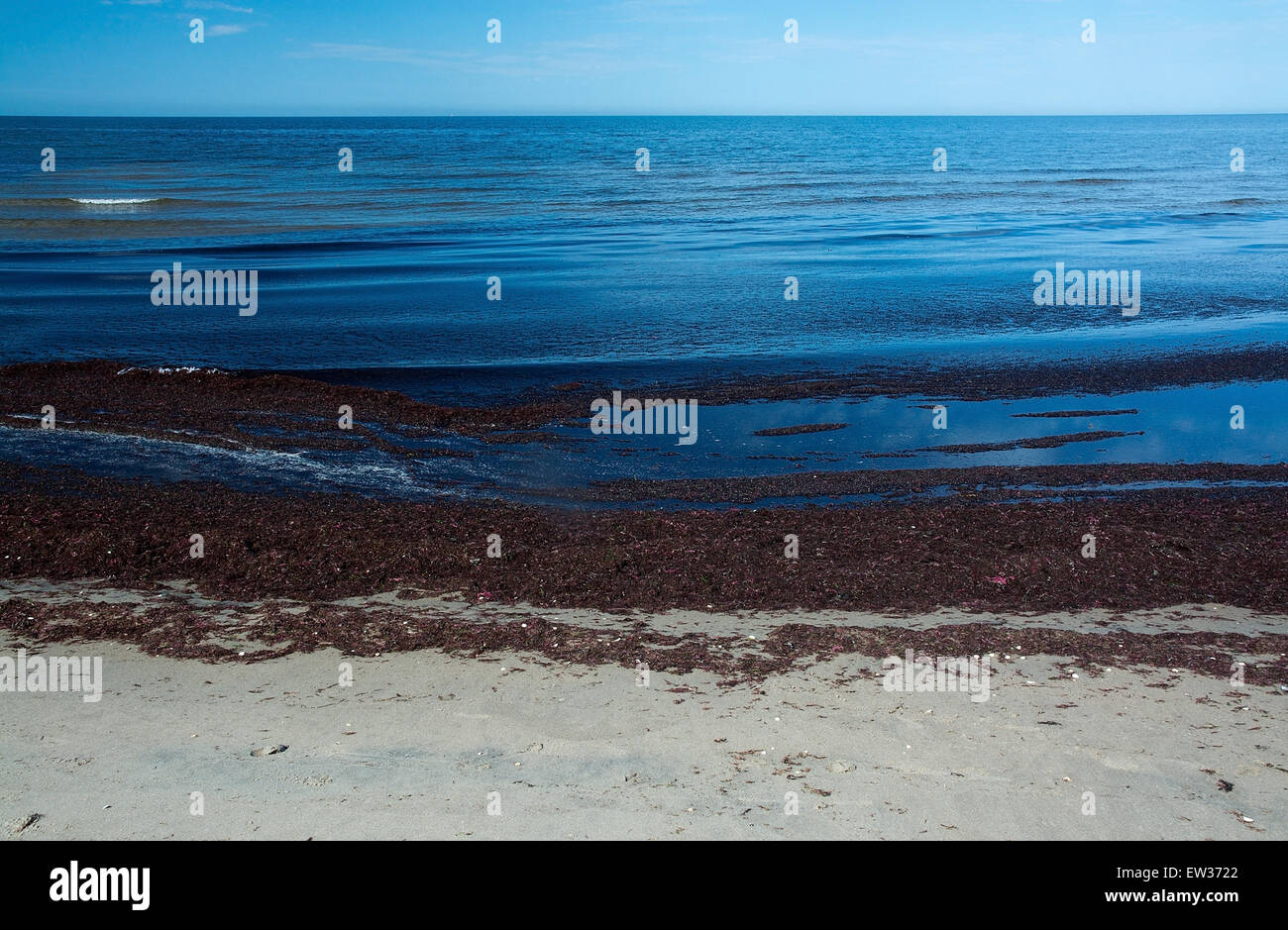 Seaweed on sandy beach in Skrea, Falkenberg, Sweden in June Stock Photo ...