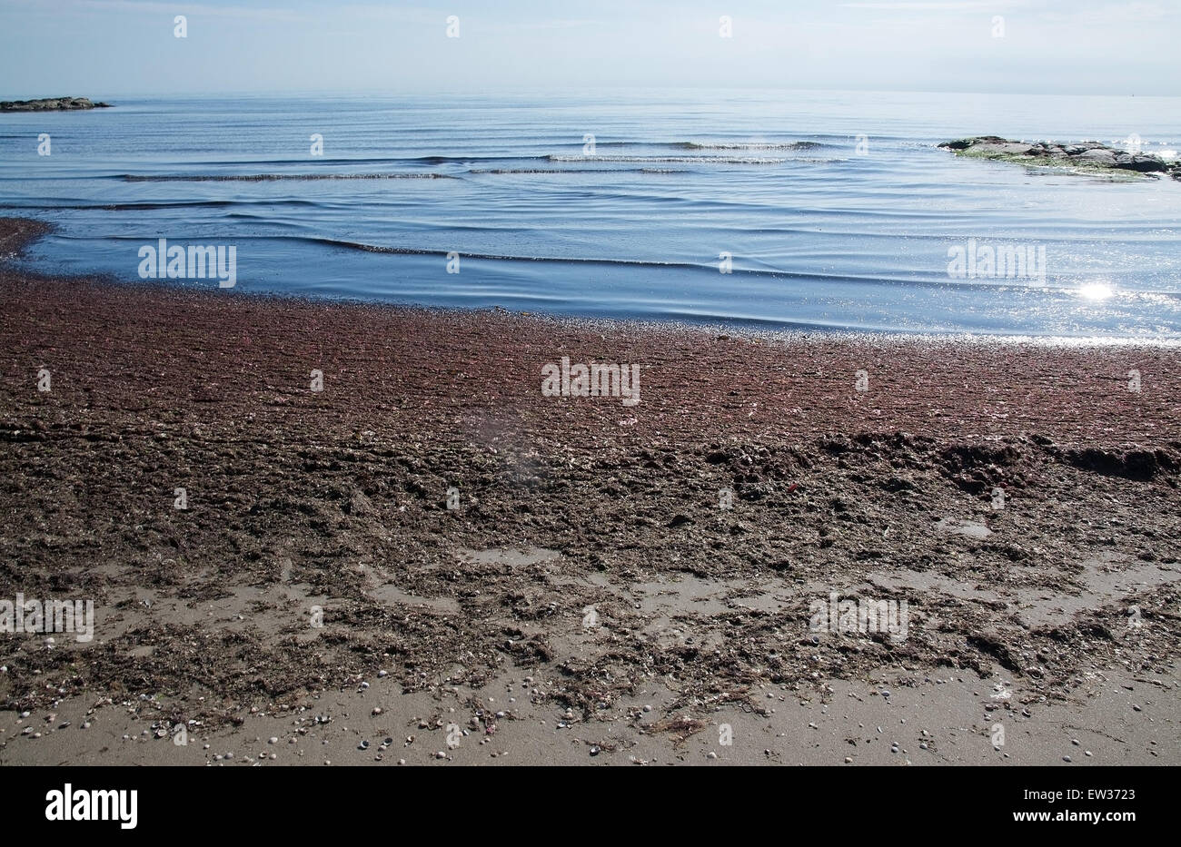 Red seaweed on sandy beach hi-res stock photography and images - Alamy