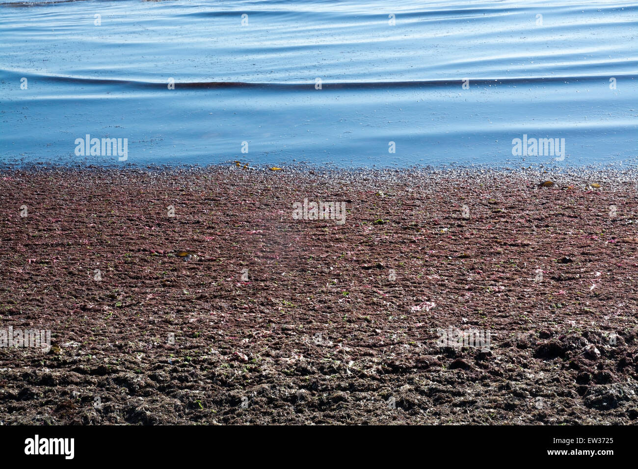 Red seaweed ocean algae hi-res stock photography and images - Alamy