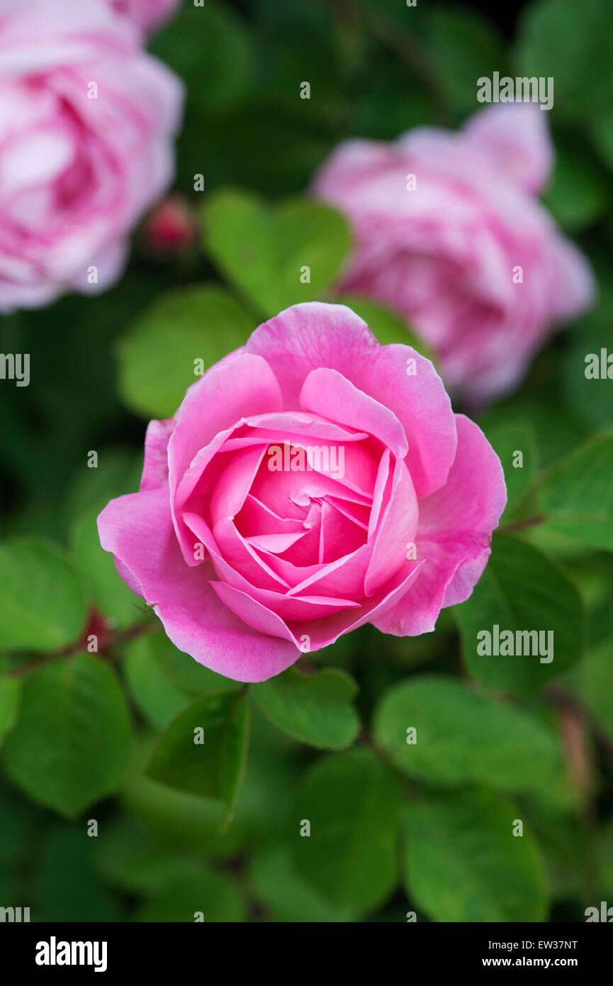 Rosa Gertrude Jekyll. Pink rose, David Austin roses Stock Photo - Alamy