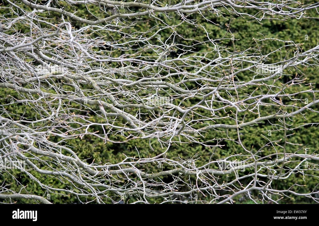 Sweden network hi-res stock photography and images - Alamy